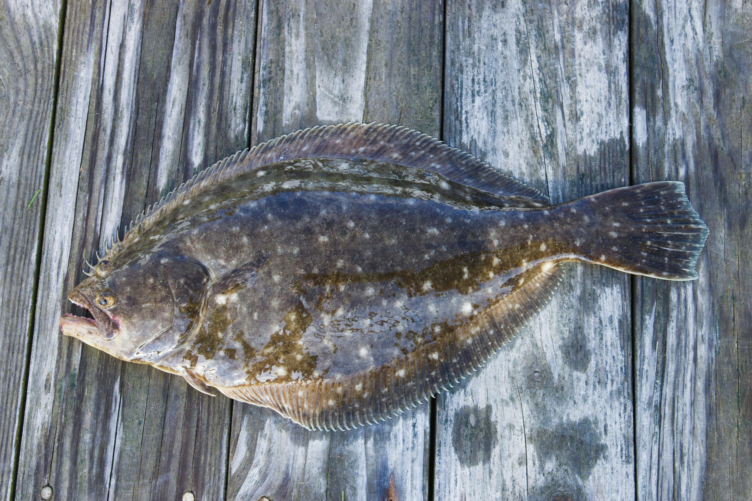 NY increases size limit, reduces bag limit for 2024 fluke-fishing season