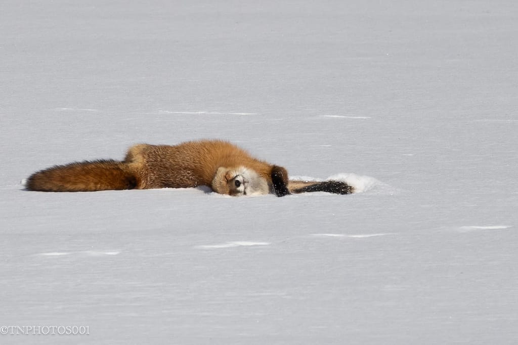 LI photographers capture stunning scenes of foxes enjoying snow
