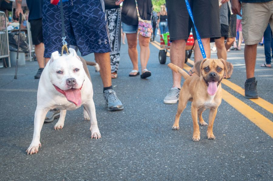 25 Photos: Scenes from a packed Alive by the Bay in downtown Bay Shore ...
