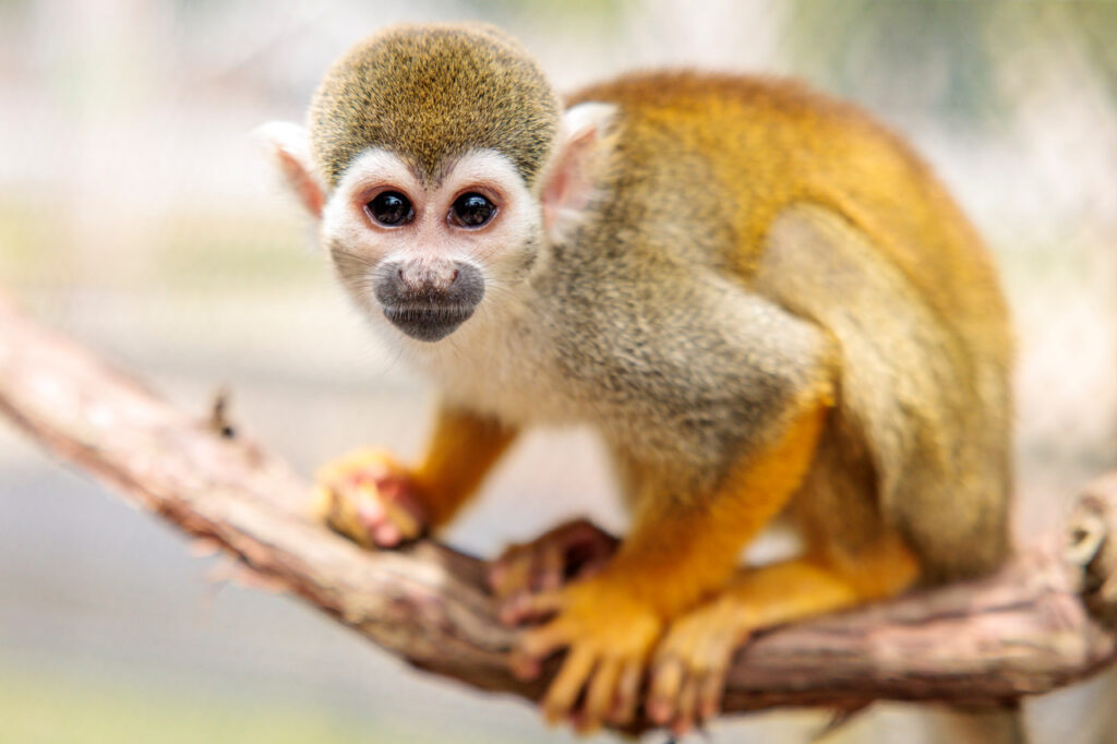 Squirrel monkeys make playful debut at Long Island Game Farm