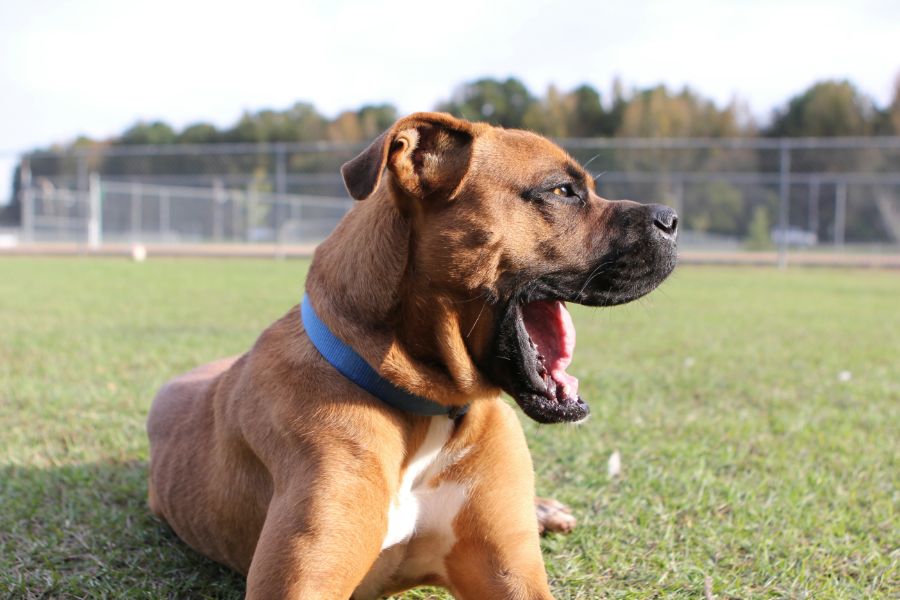 $100K grant bolsters plans for new dog park at Stillwell in Syosset