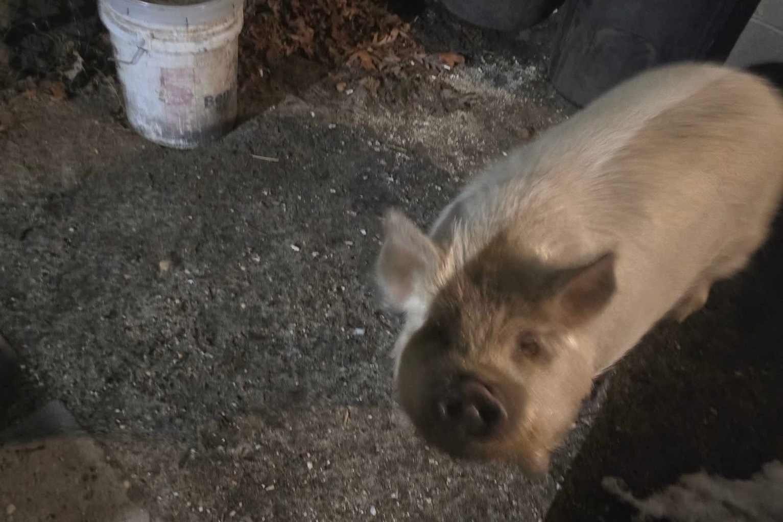Video: Mastic piggy can't find its way home