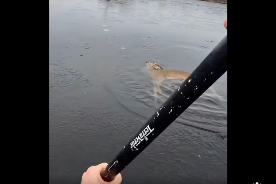 Rescuers save Elsa the deer from 'Frozen' waters in Yaphank