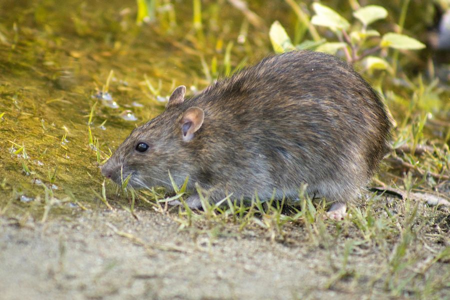 Video shows countless rats frolicking in broad daylight in Huntington