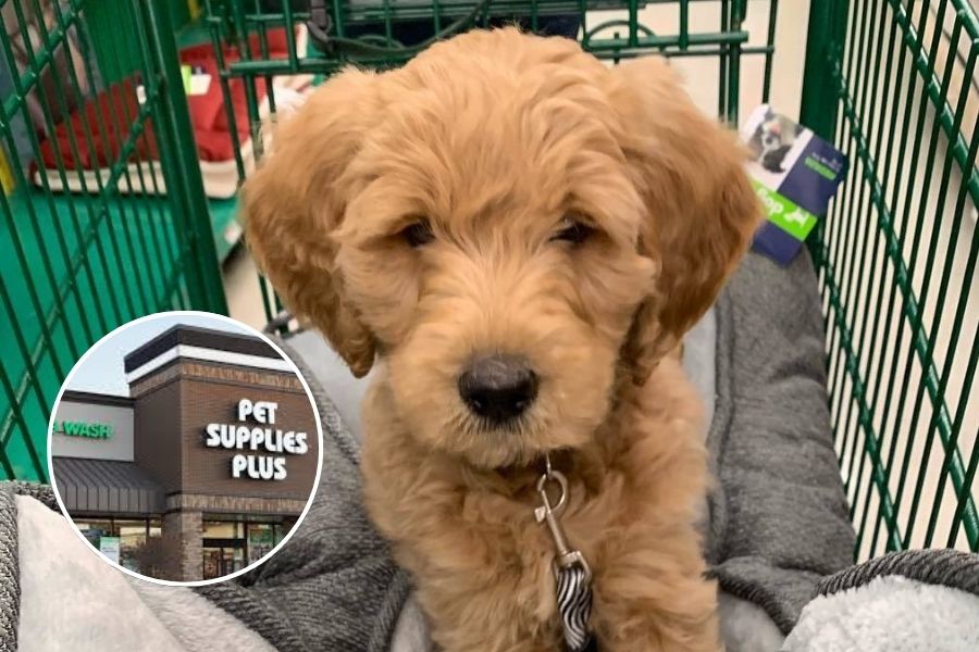 Pet Supplies Plus finds its footing in Port Jefferson Station