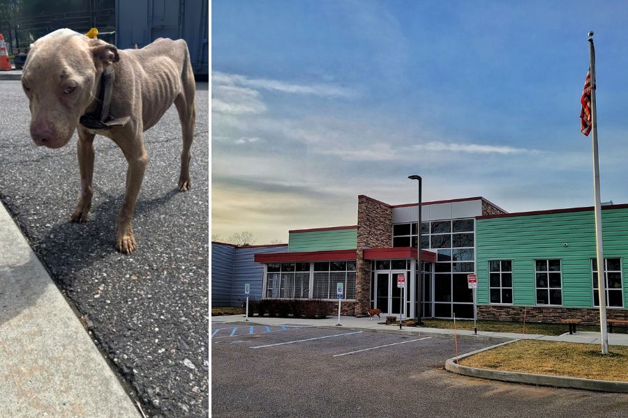 Wyandanch woman charged after pit bull found emaciated
