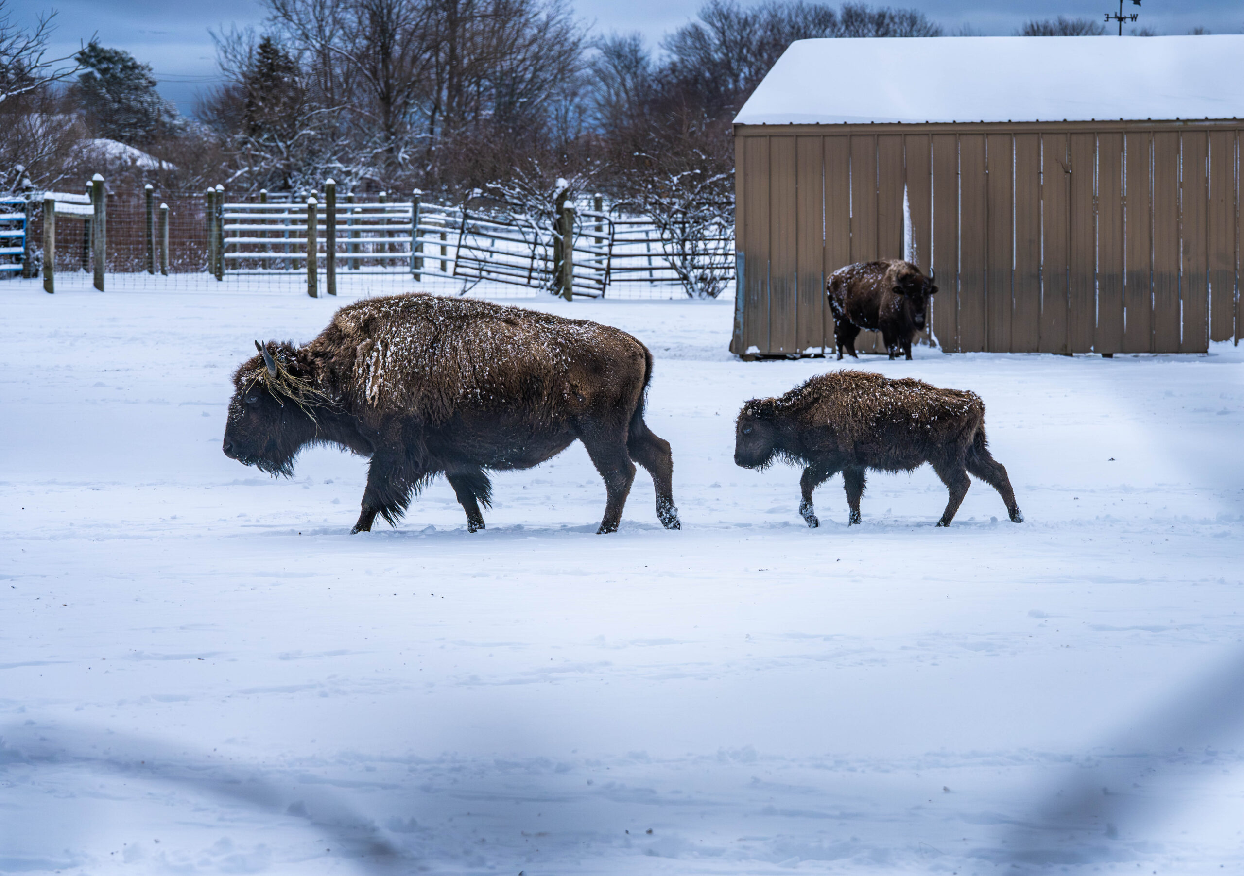 Scenes from a snowy Long Island after December’s second winter storm